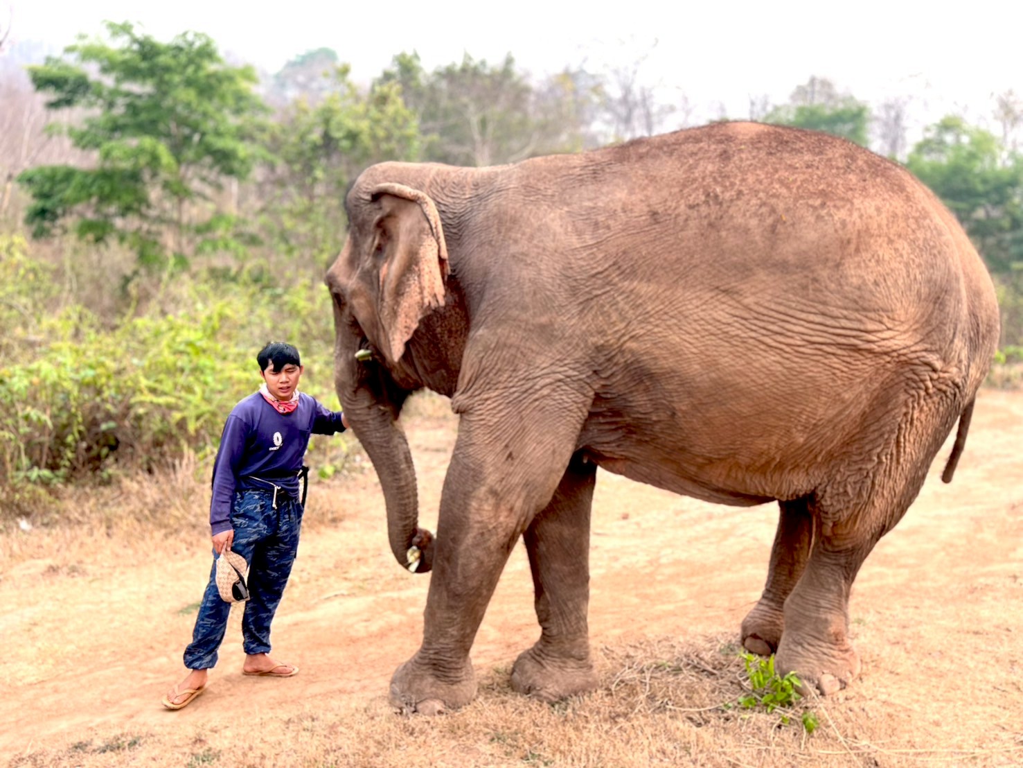 Ethics in Elephant Tourism: Haraway, Response, and the Mahout-Animal ...